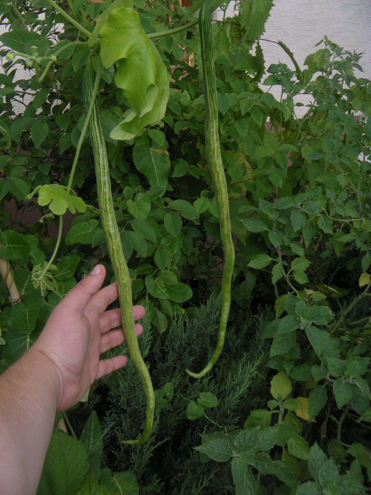 Scirpidiella's Plants: Snake Gourd, Snake Tomato (Trichosanthes anguina)