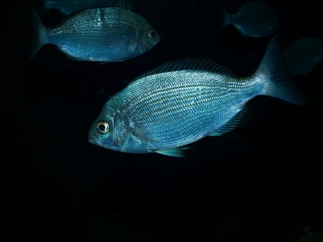 Artes de Pesca: VAMOS A PESCAR PAÑOSO PARTXIMIKI PANCHA O CHOPA