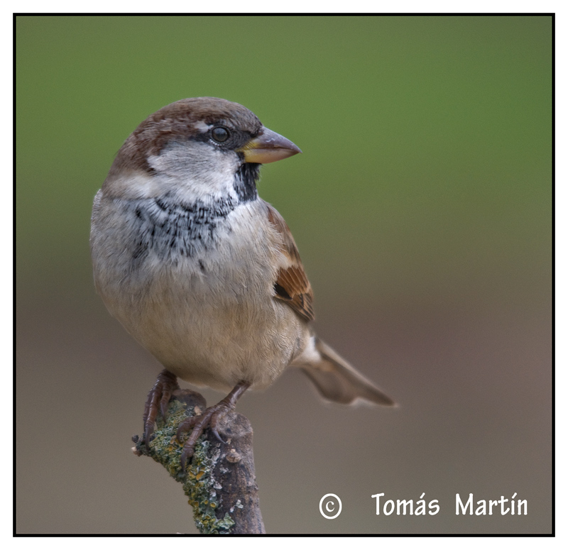 TOMÁS MARTÍN RUÍZ FOTOGRAFÍAS: Gorrión macho