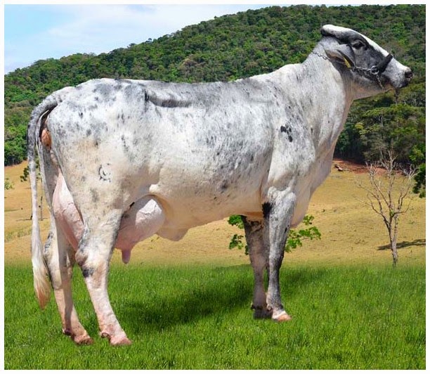 Generalidades de la Ganadería Bovina.: Girolando