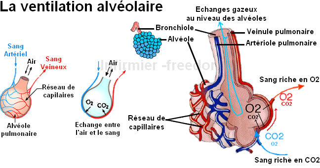 La ventilation alvéolaire ~ Santé et les soins infirmiers