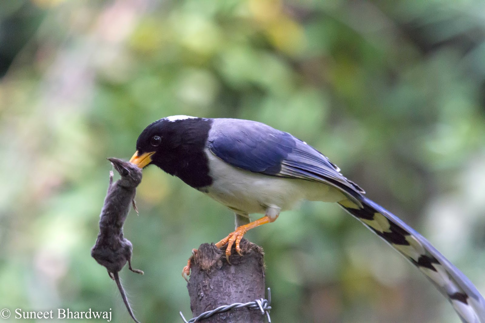 flying beauties of himachal pradesh: Raptors,the ultimate Hunters