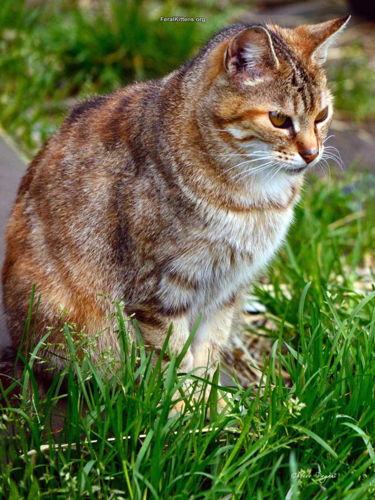April Cat of the Month Calendar Wallpaper is Thinking About...