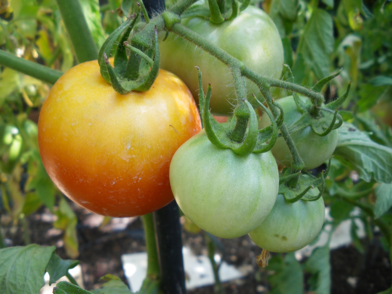 Huerto: Tomates 2012