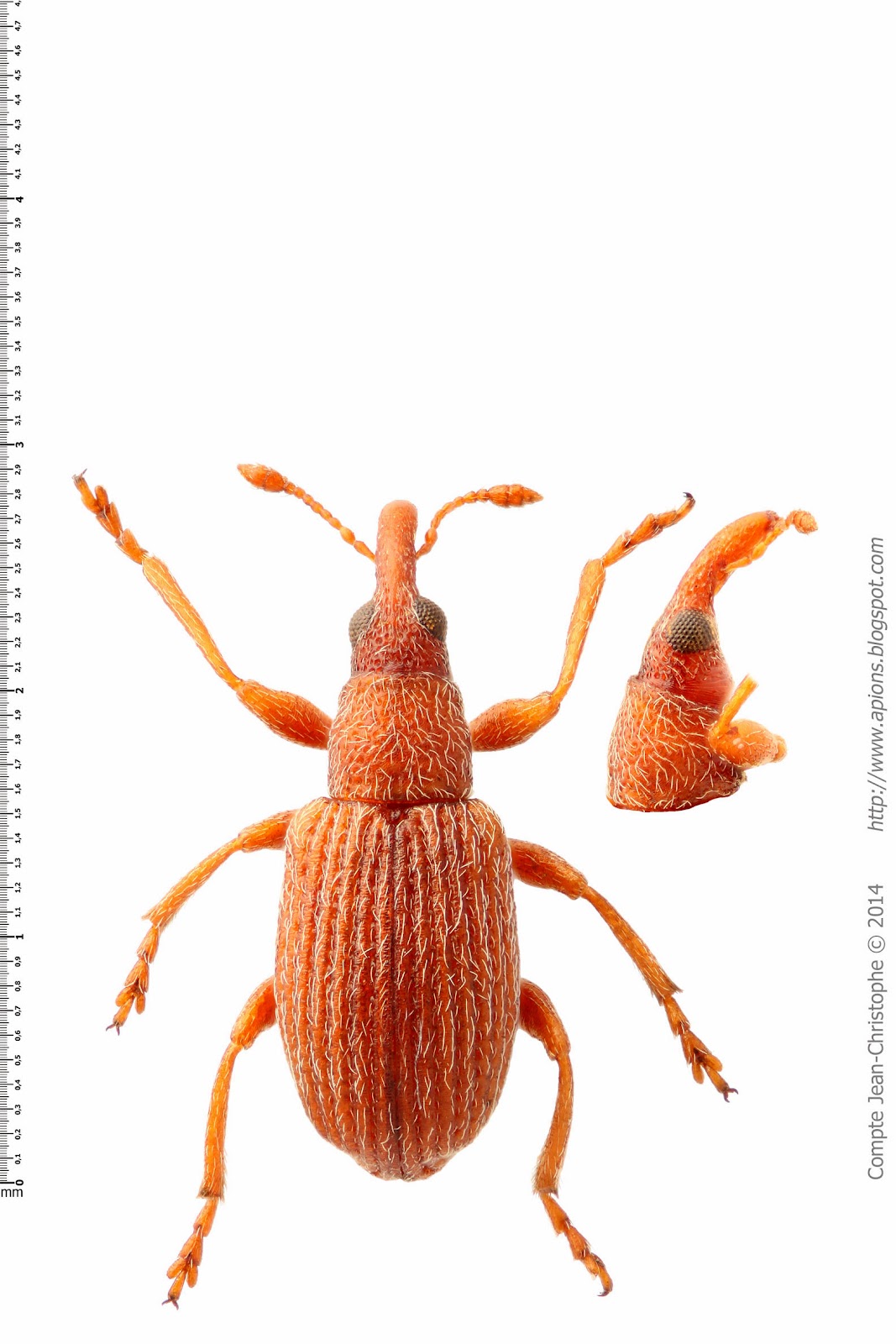 Apions de France: Apion rubiginosum