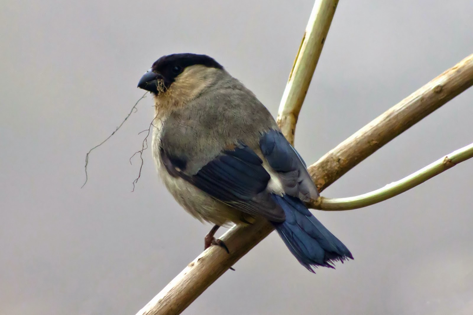 SPEA Açores: O Priolo e os Fetos
