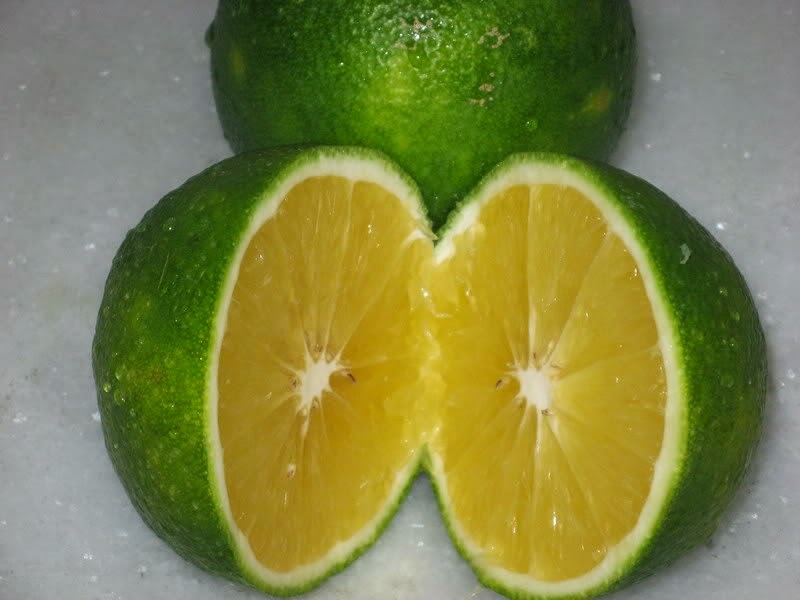 Flora de Puerto Rico Ilustrada Papo Vives: CITRUS X LIMETTA LIMÓN DULCE