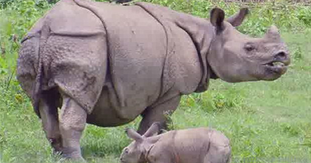 Kumpulan Cerpen Fabel: Seekor Badak dan Anak Badak