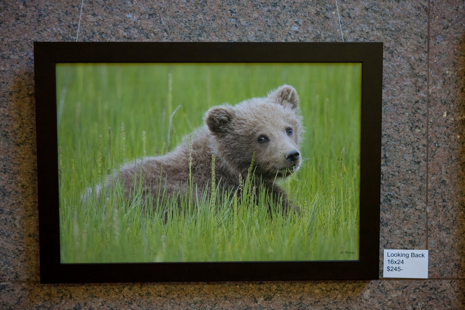 HW Photo & Safaris: Harvey Wildlife Photography Scotia Place Exhibit ...