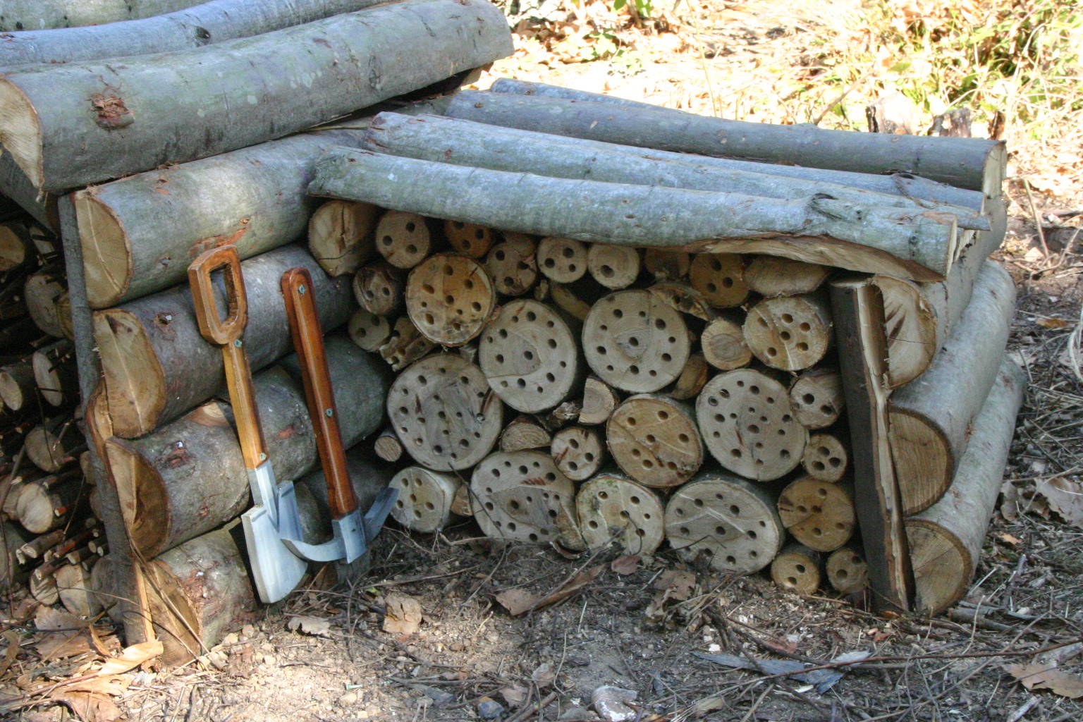 Wildart: Insect Homes