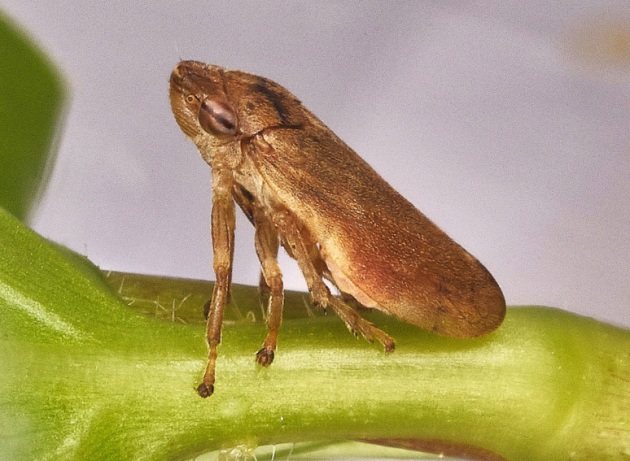 La Xylella Fastidiosa