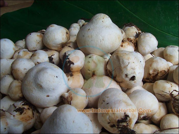 Banyak membaca akan menambah pengetahuan kita: Budidaya Jamur Merang