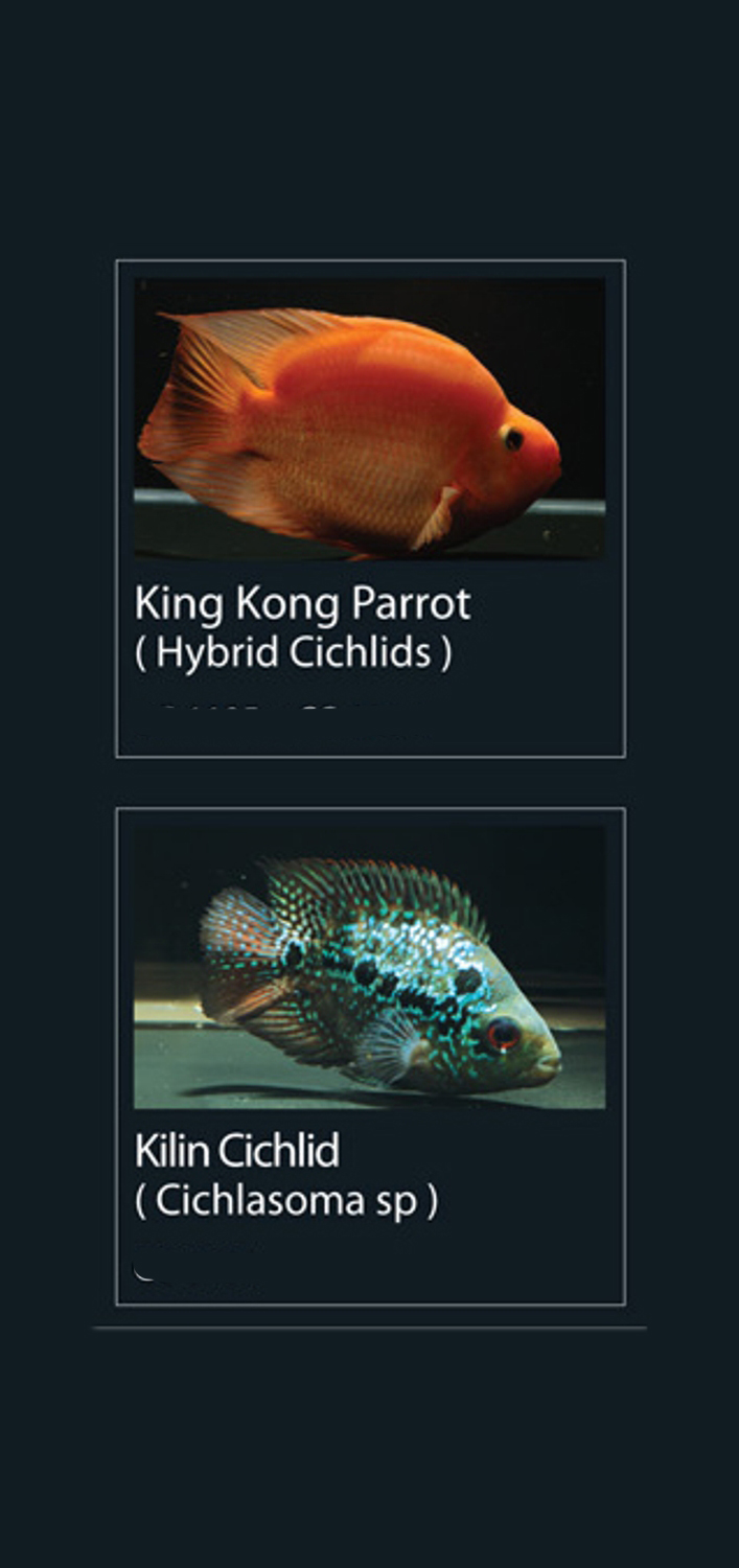 12 Jenis Ikan Hias Parrot Populer - Ikan Koi