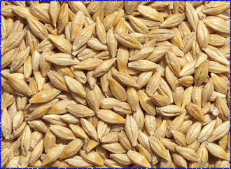 فوائد الشعير الغذائية وطريقة صنع التلبينة من دقيقه