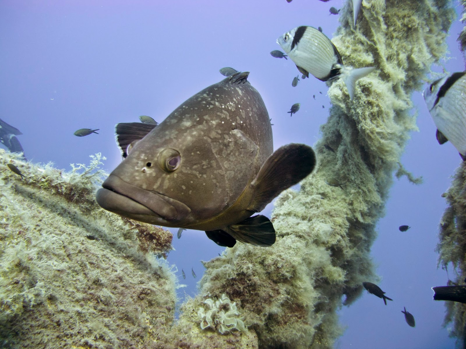 Scuba Tech Diving Centre, Cyprus: Lion Fish in Cyprus? What's the harm?