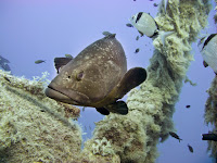 Scuba Tech Diving Centre, Cyprus: Lion Fish in Cyprus? What's the harm?
