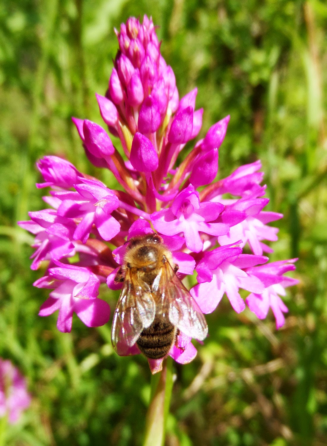 French wildlife and beekeeping: In our fields recently.