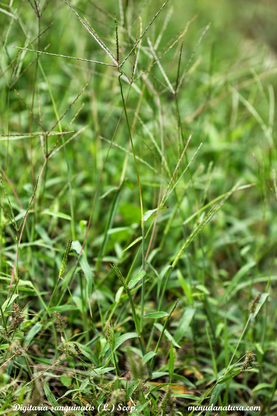 Menuda Natura: Digitaria sanguinalis (L.) Scop.