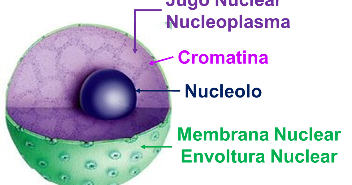 Biología 4º: Núcleo Celular