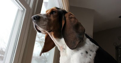 Total Basset Case: Hound Heist: The View from Here