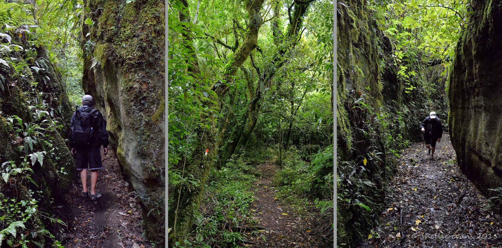 Two Go Tiki Touring: Blowhard Bush & a Tomtit