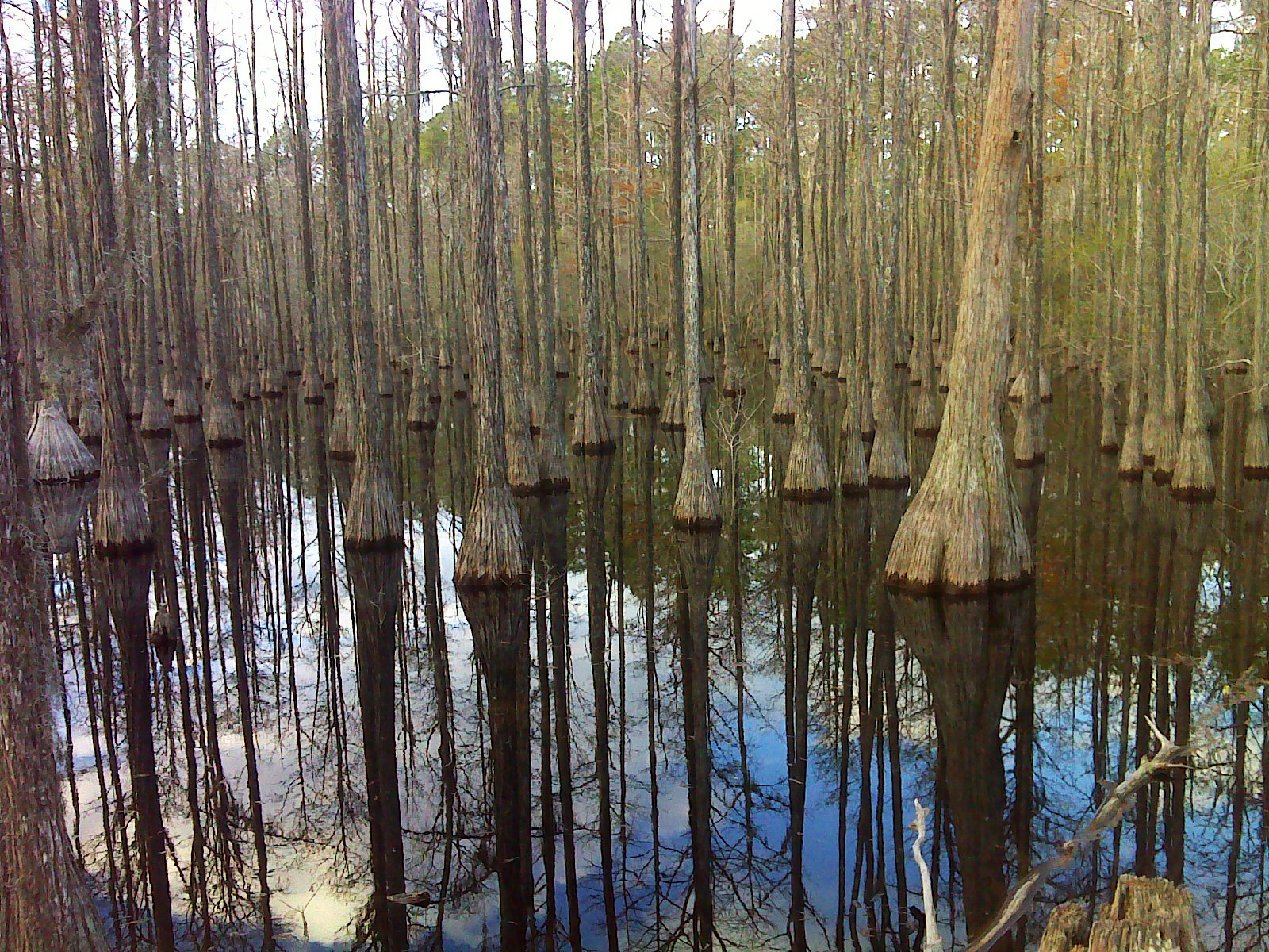 Heart and Sole: The many wonders of Pine Log State Forest