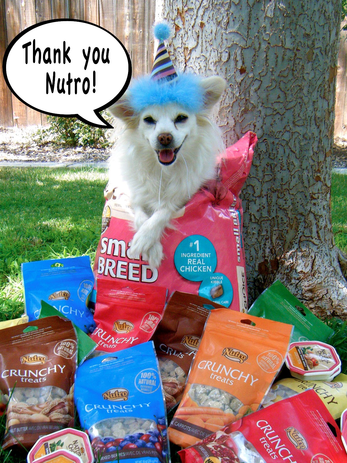 Sew DoggyStyle: Nutro Taste Testing Party Pics