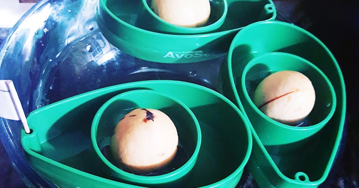 Jhampa the Avo Pit, and Planning Our Asian Food Gardens