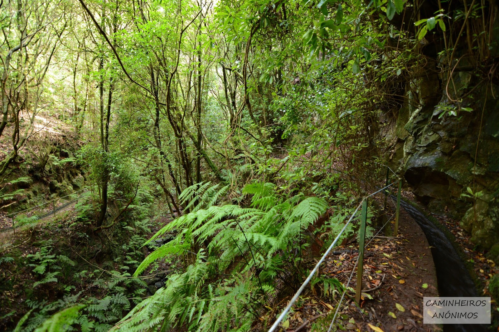 Caminheiros Anónimos Levadas da Madeira : Levada Grande (Achadas da Cruz)
