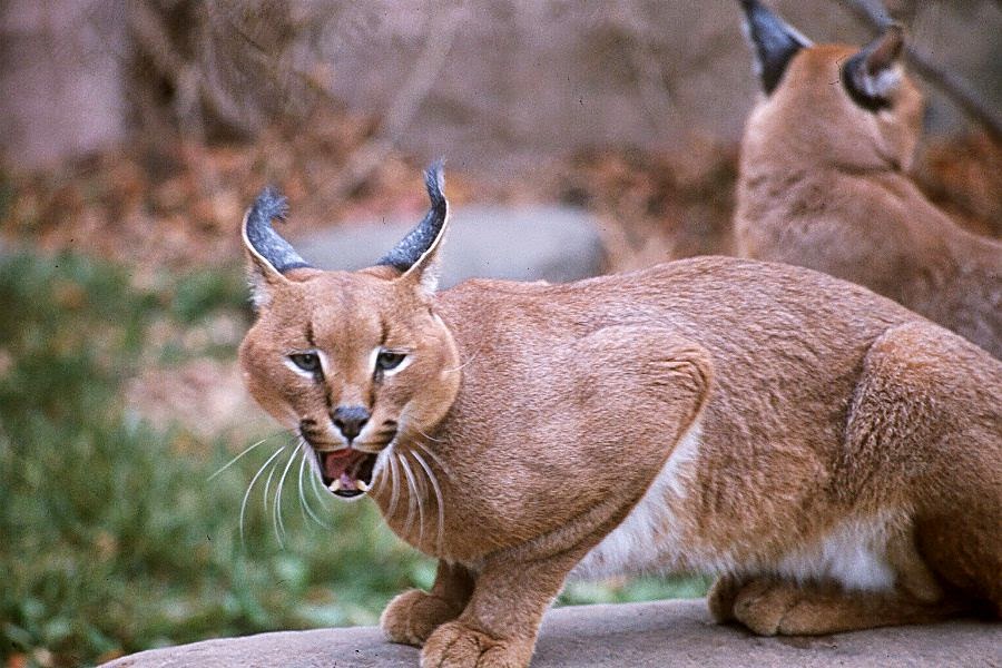 All Animals: African Lynx,Profile,Latest News,Photos