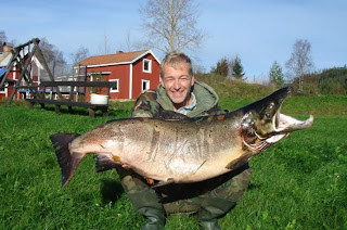 Team Foogde: Storlax från Bergeforsen, 29,2 kg