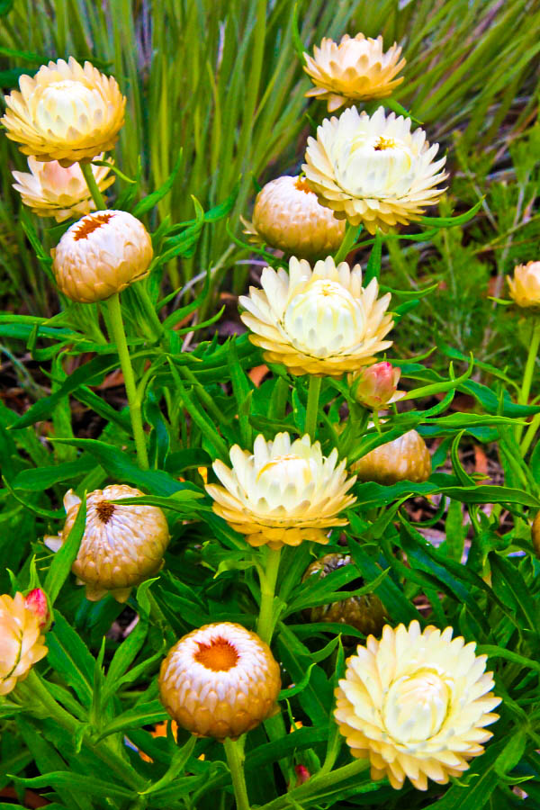 Bunga Hutan - Perumperindo.co.id