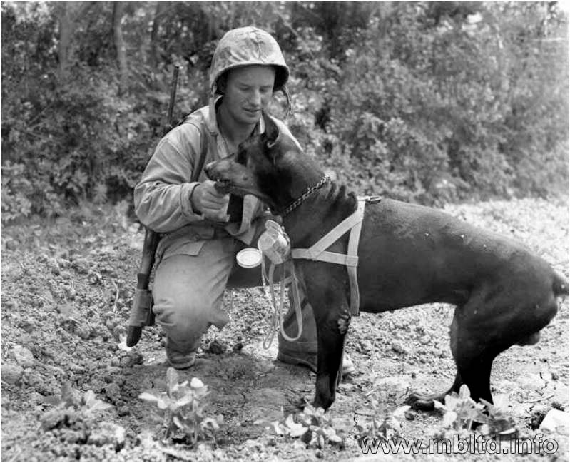 NUNCAJAMAS COCKER: UN POCO DE HISTORIA. PERROS DE LA SEGUNDA GUERRA MUNDIAL
