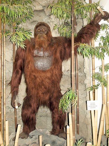 A Guide to Bigfoot: Bigfoot Explanations