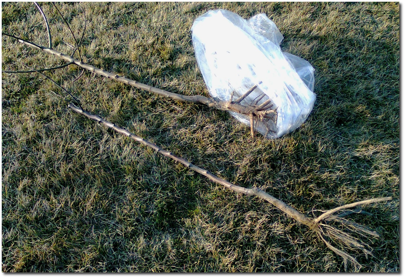 Frutta e Verdura dal Campo: Pesche pere prugne