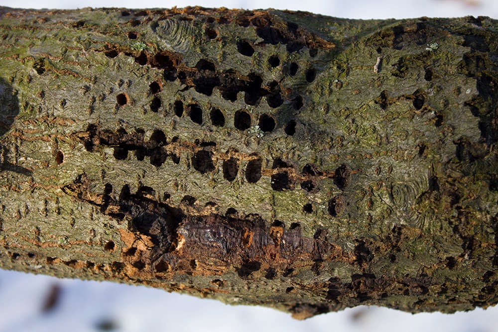 Rurification | Robin Edmundson: Tree Damage