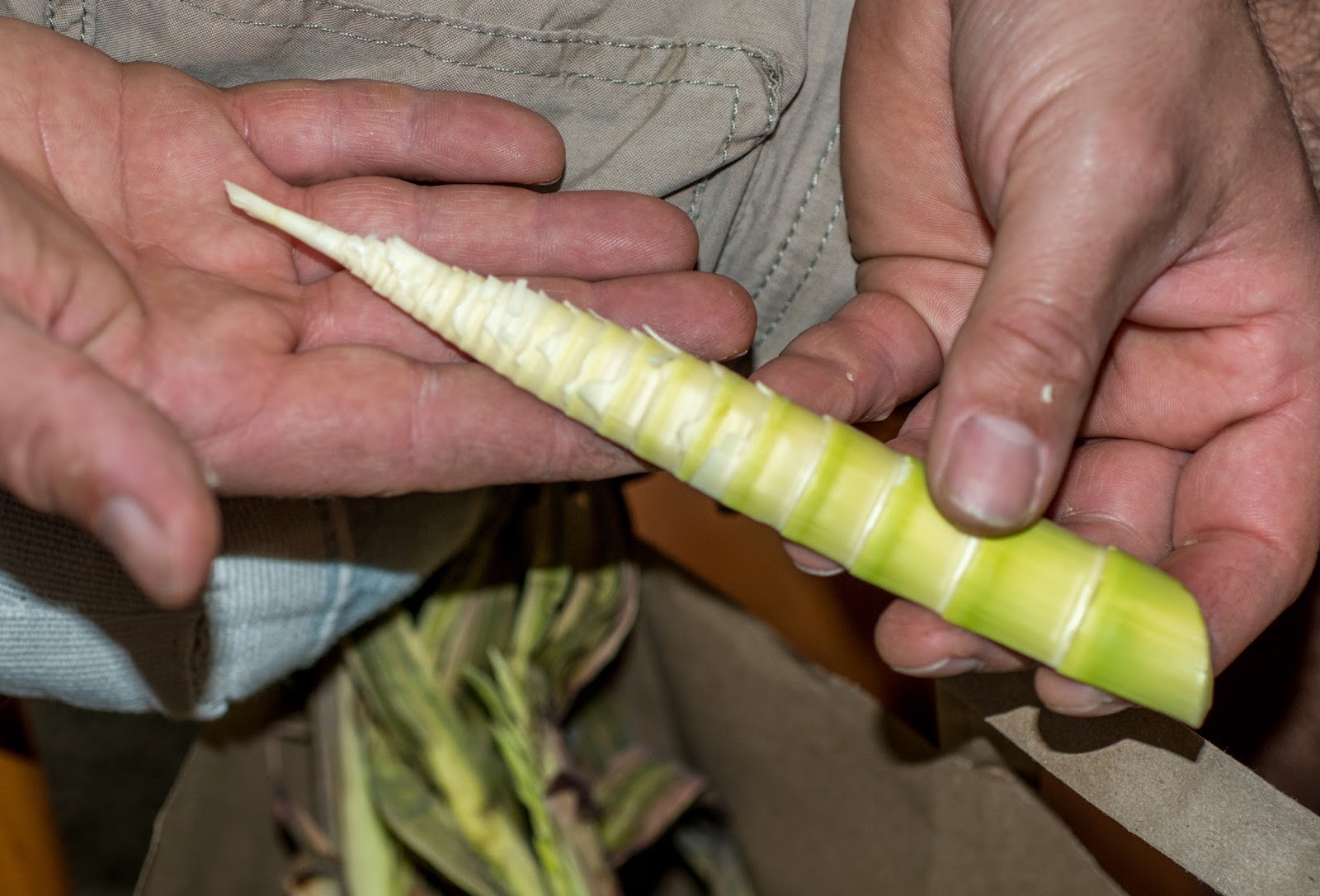 The 3 Foragers: Foraging for Wild, Natural, Organic Food: Invasive ...