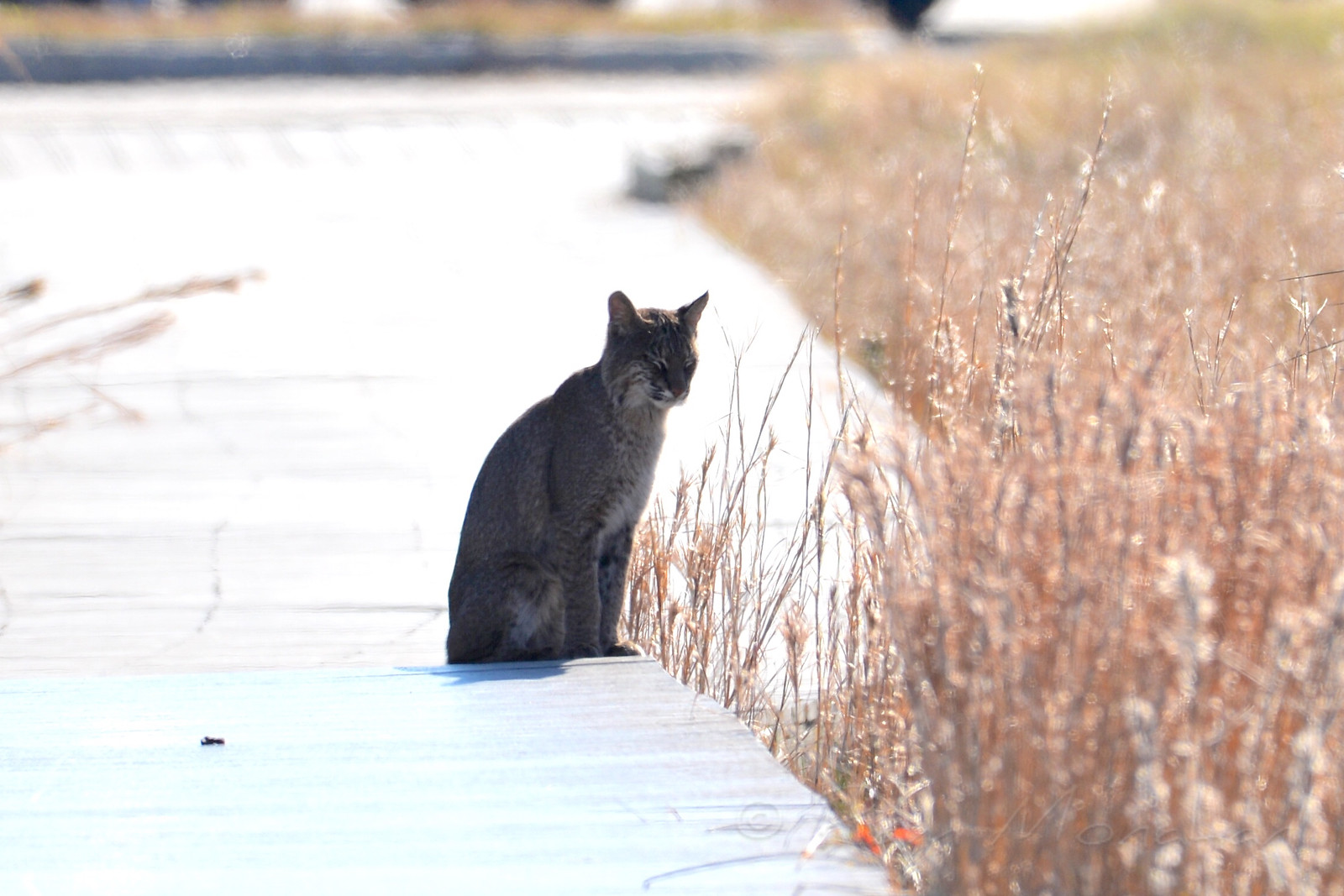 Pam Monahan's Wildlife and Nature Blog: The Back Bay Bobcat(s)