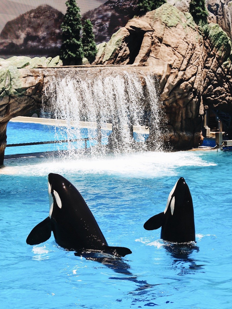 San Diego Photo Diary (SeaWorld & Beach) - The Trendy Chick