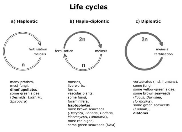 Knowledge Class: Reproduction in Diatoms