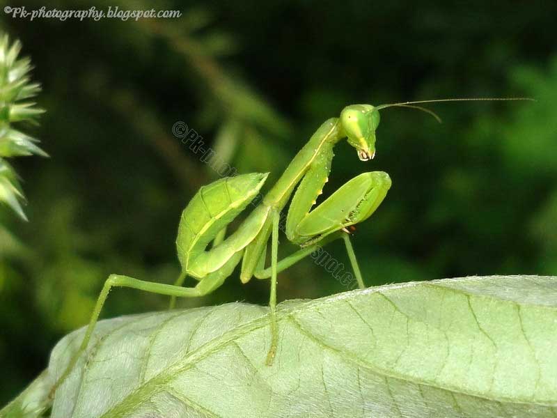 Nature, Cultural, and Travel Photography Blog: 9/1/12 - 10/1/12