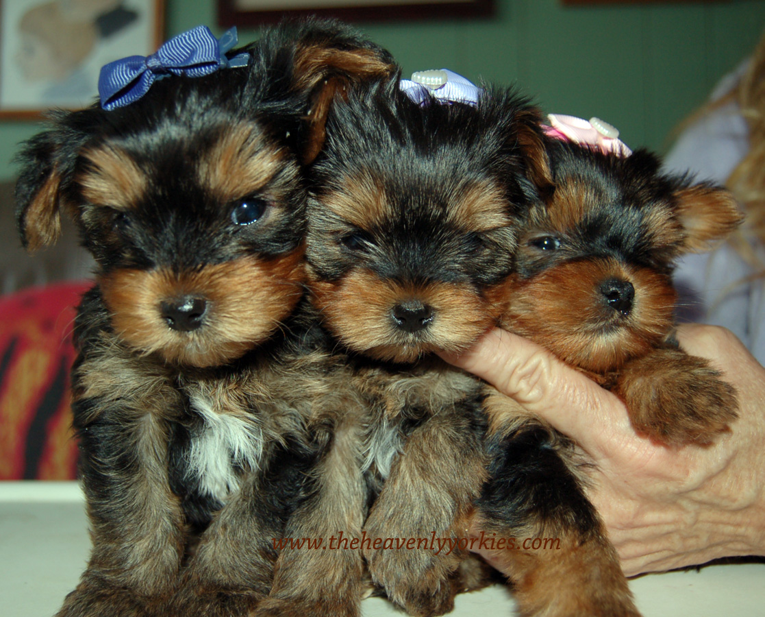 The Heavenly Yorkies: Puppies 6 Weeks Pics