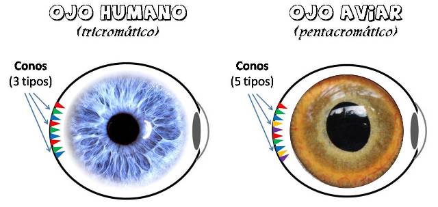 Palaeos, la historia de la Vida en la Tierra: Curiosidades animales