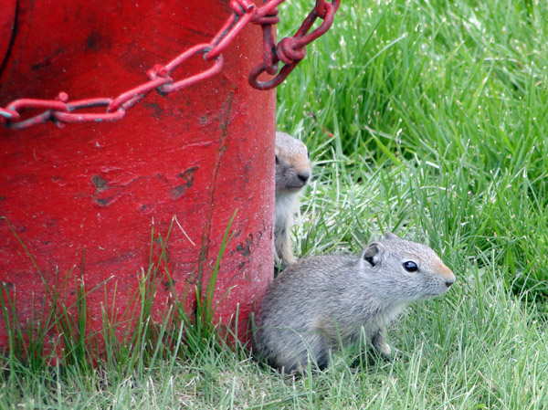 Reflections From the Fence: 2011