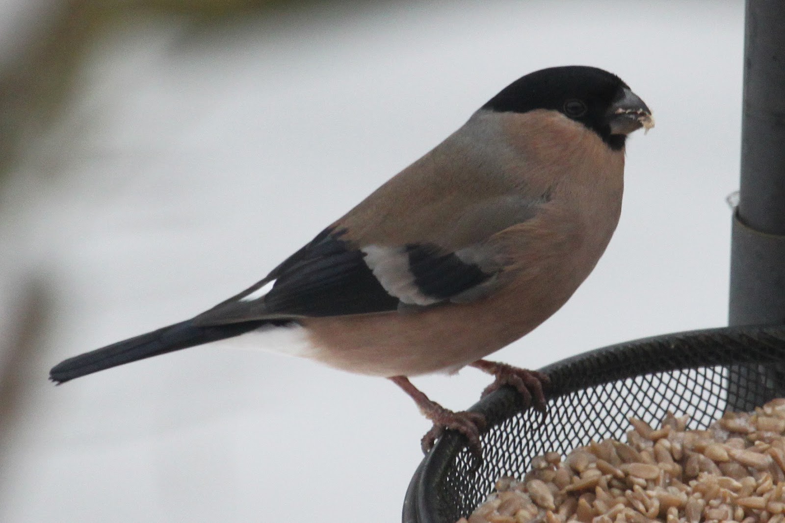 Greenham Birding: January 2013