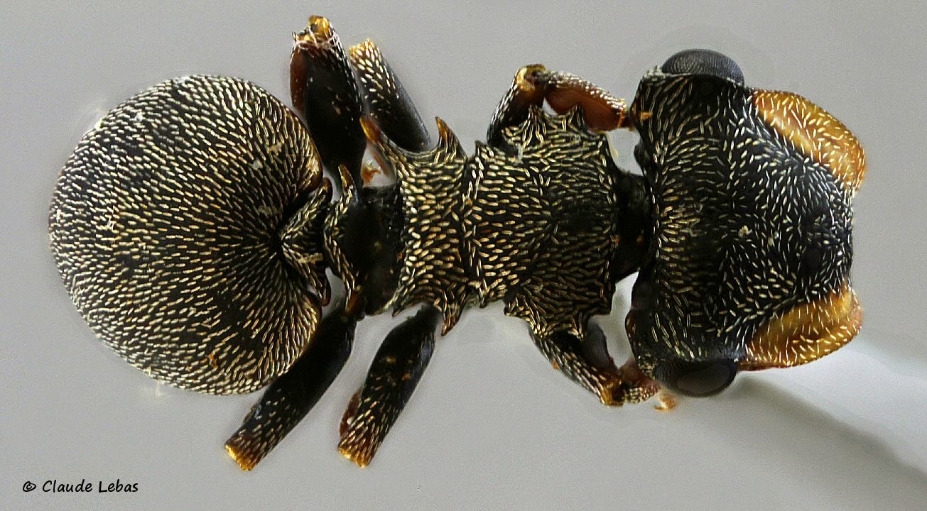 fourmis du Guatemala: Cephalotes minutus