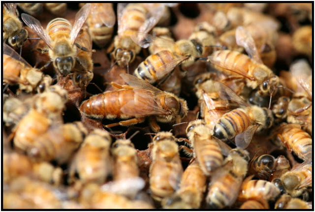 Corona Apicultores: SELECCIÓN DE LA RAZA DE ABEJA