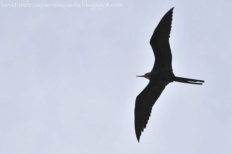 La Naturaleza que nos queda: Fragata magnifica (Fregata magnificens)