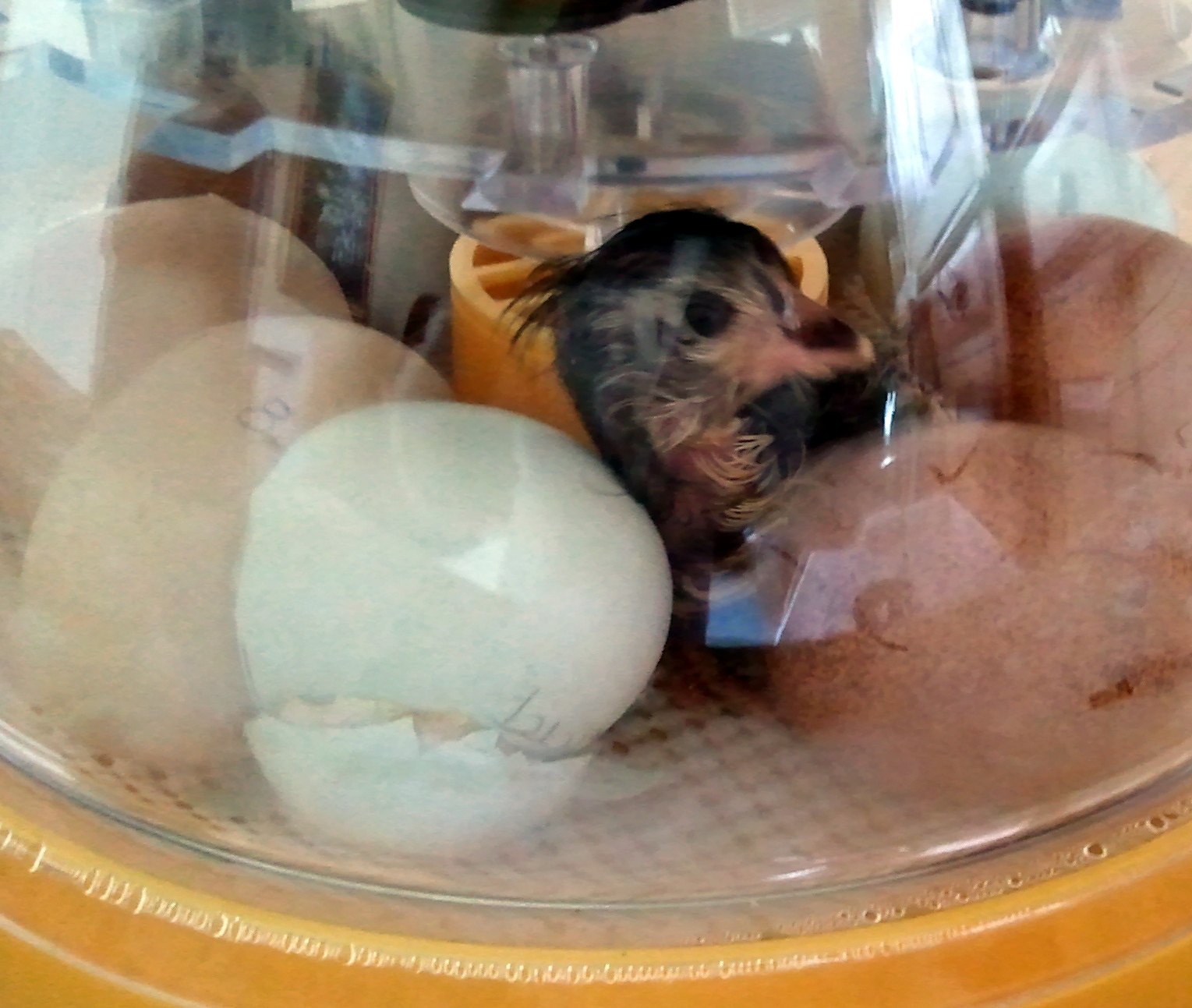 Let's Hatch Chicks! A Day-by-Day Egg Hatching Tutorial - Fresh Eggs ...