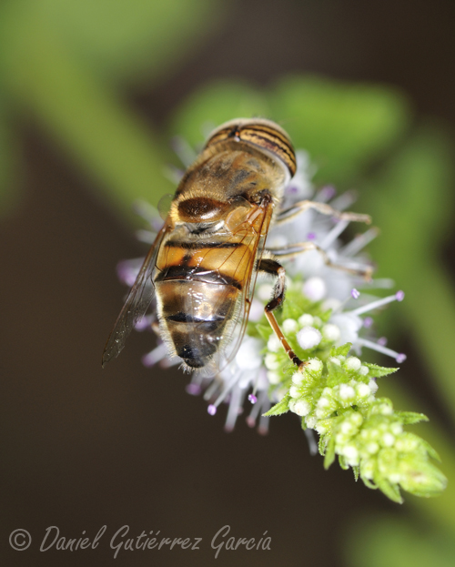 Naturaleza y fotografía: Inofensiva mosca con apariencia de abeja